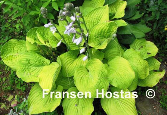 Hosta August Moon - Fransen Hostas